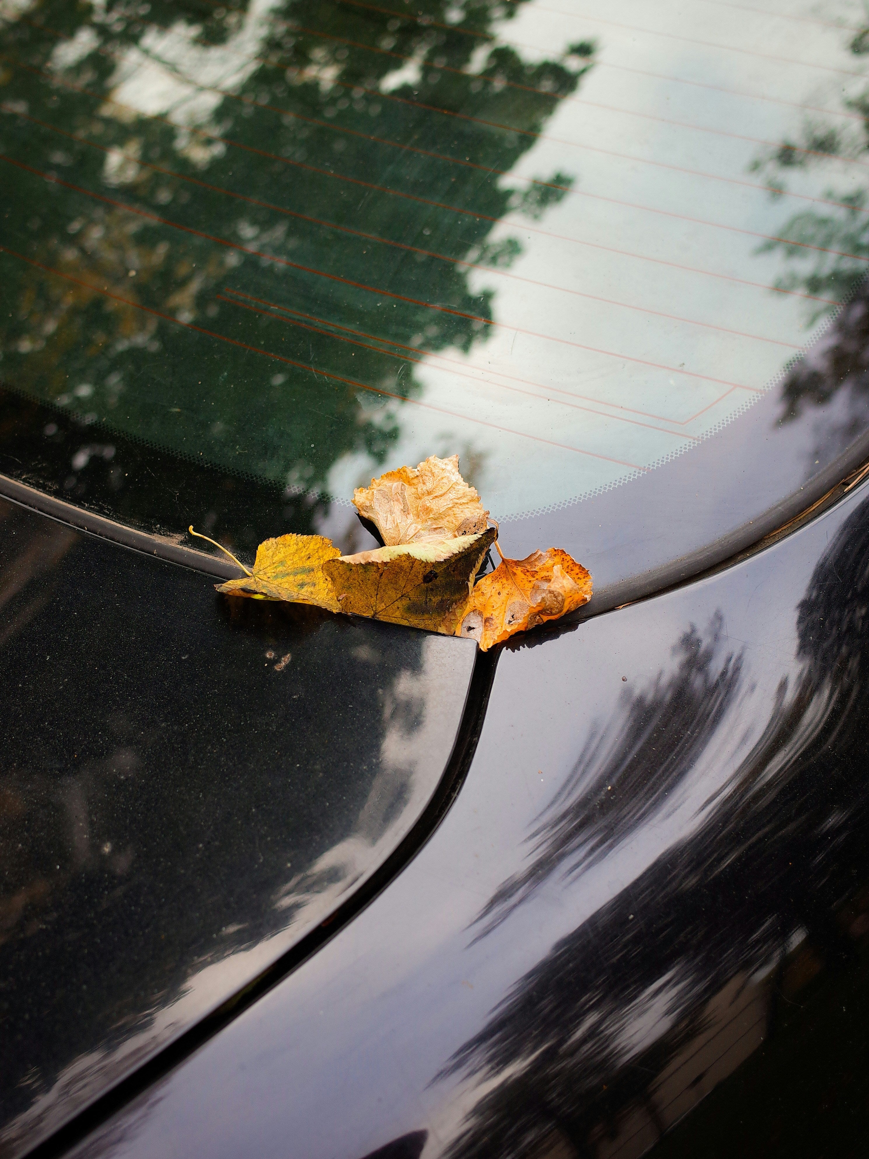 Seasonal Car Care in 2025: Late Summer & Early Fall Detailing Trends f ...